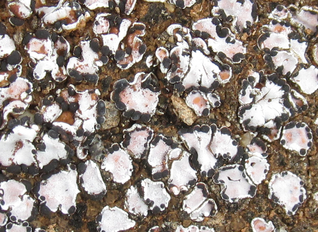 ABRS - Checklist References - Lichens of Australia and its Island ...