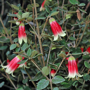 Australian National Botanic Gardens - news stories