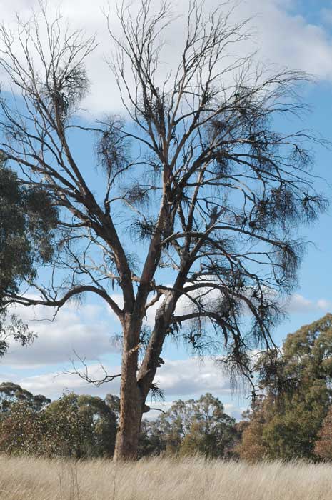 Eucalyptus meliodora - Mistletoes